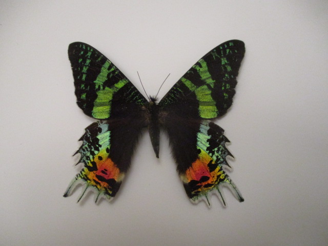 Vlinders Kopen Stoneandbone.nl