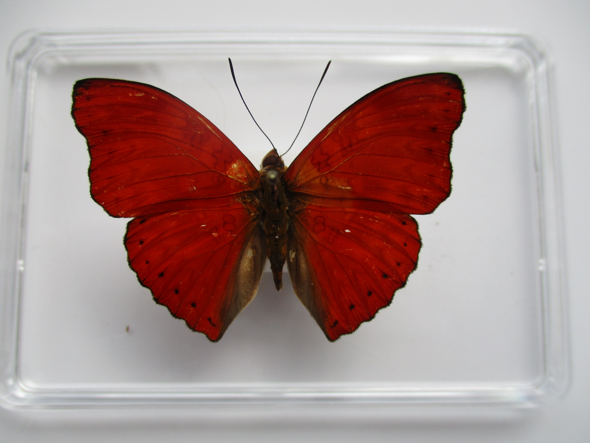 Vlinders In Lijst Stoneandbone.nl